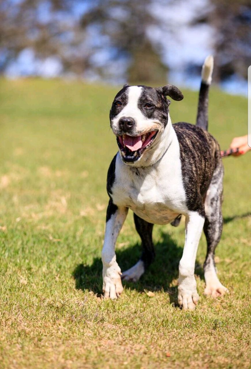 Buchecha | Cães para Adoção