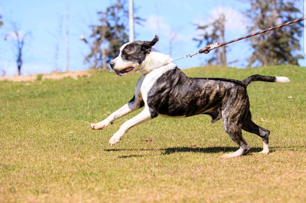 Buchecha | Cães para Adoção