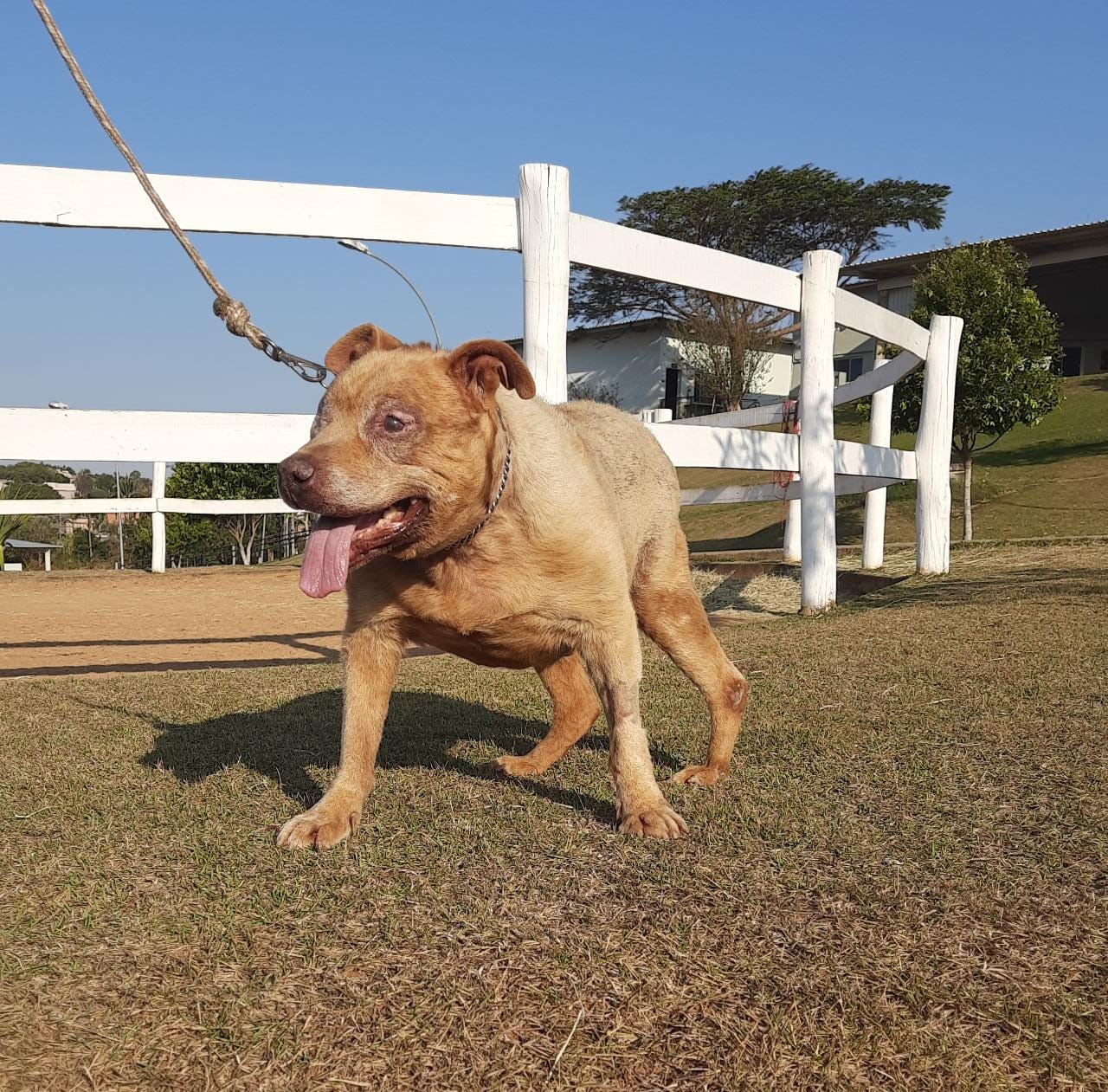 Adotar um Cão - BETHOVEN - Cães para Adoção
